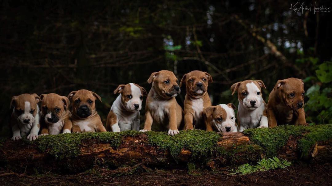 Proud breeder of Staffordshire Bull Terrier and Minature Bull Terrier