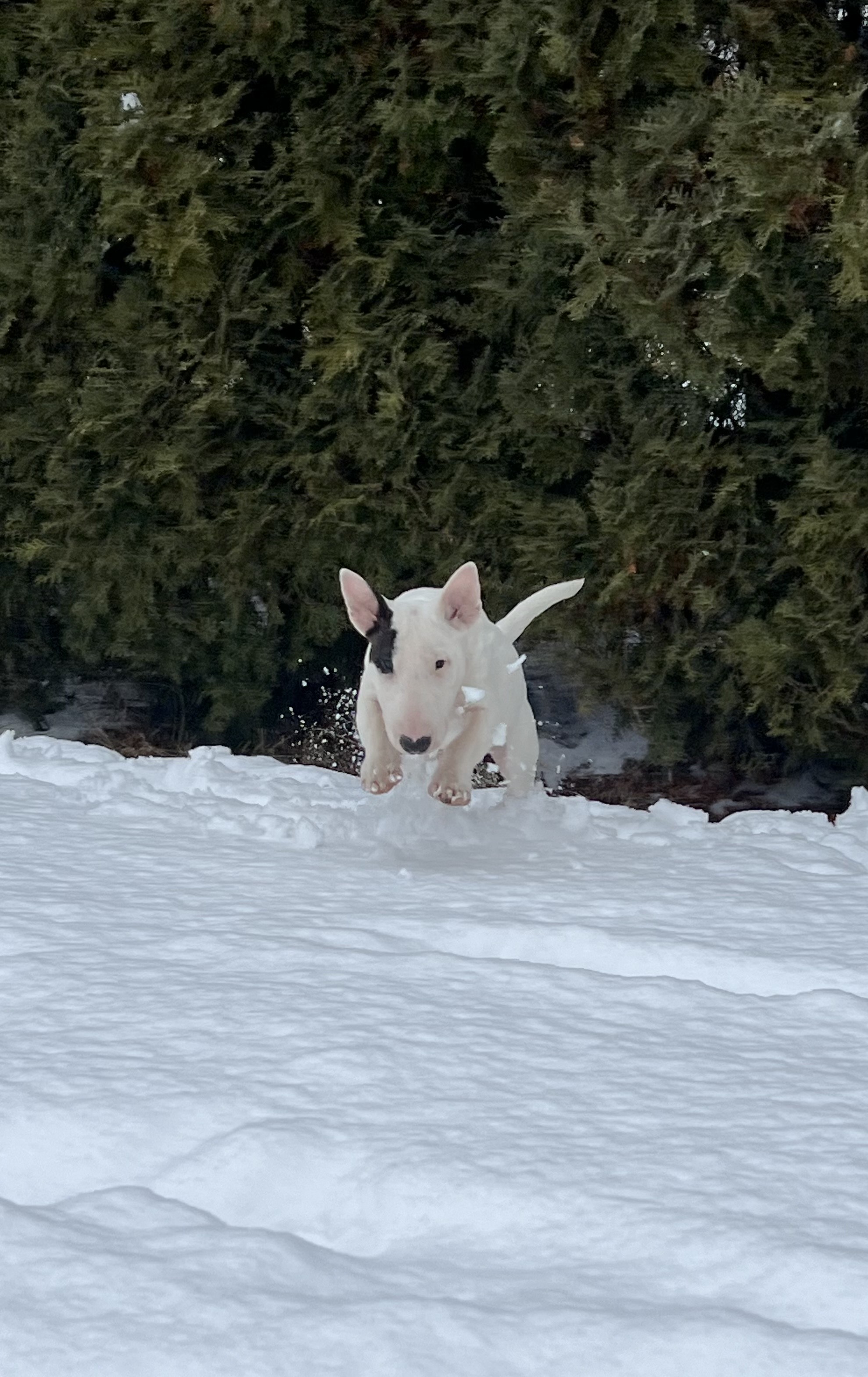 Snø – Riise Staff Bull Terrier Breeder